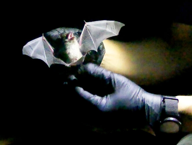 Bat counting event tracks population changes | News, Sports, Jobs ...